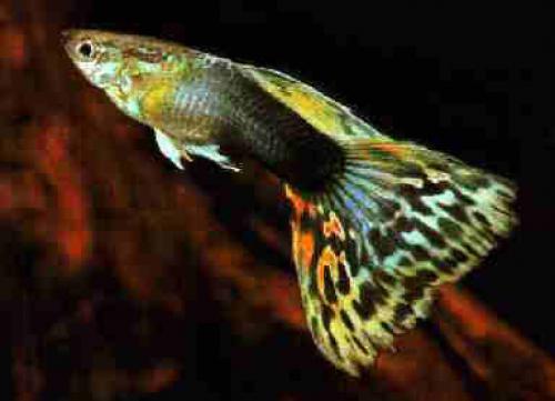 Acqua Tropical: I pesci tropicali