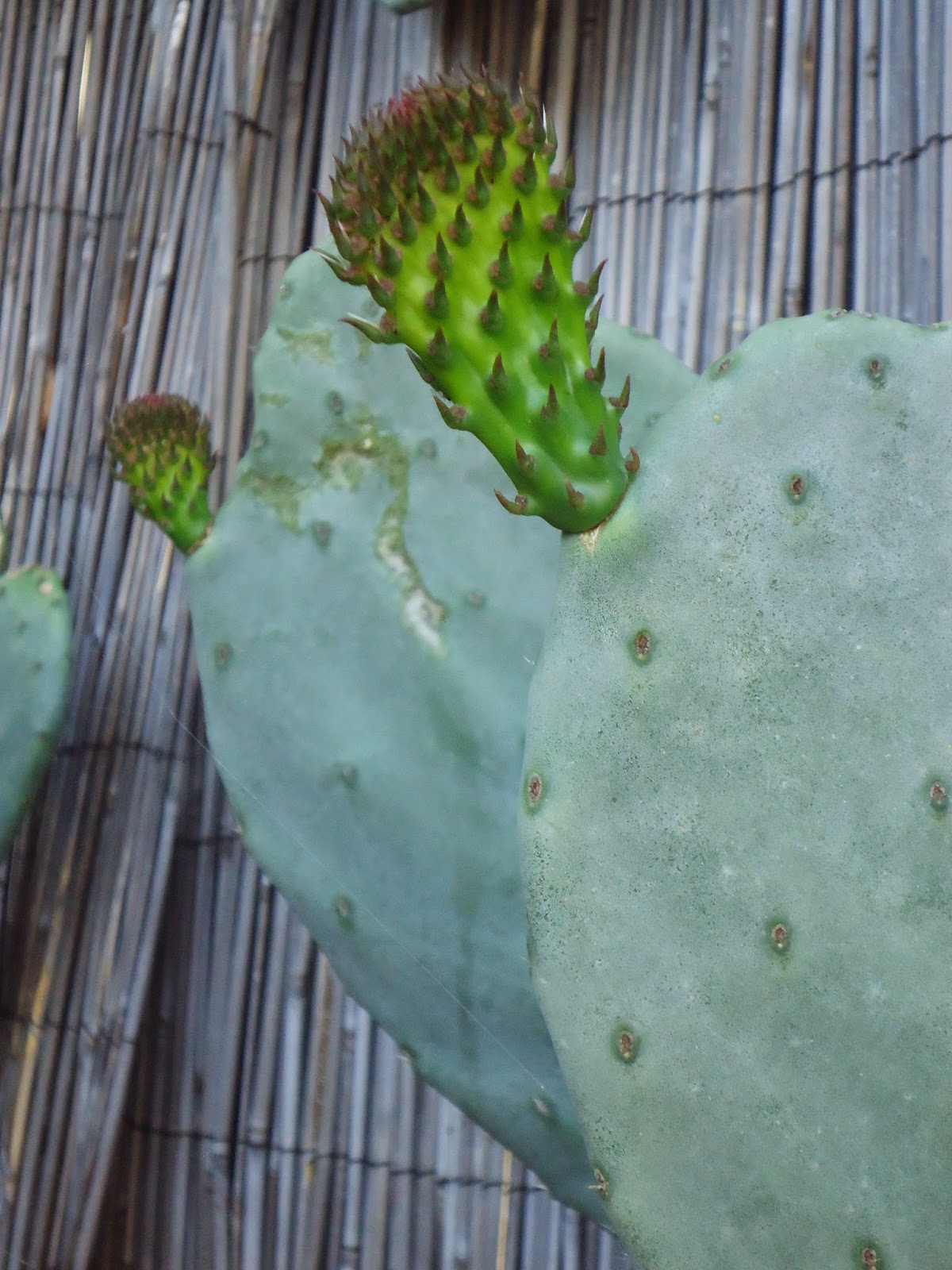 La Mexicanita Kitchen: Nopalitos con Chimichurri