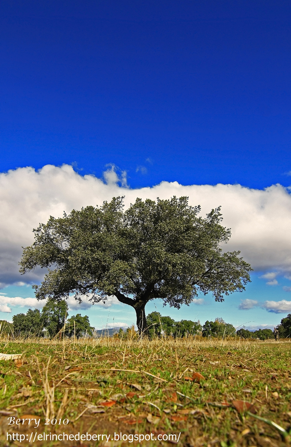El Rinche de Berry : Flora