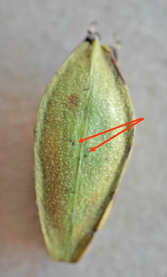 Northern Pecans: Stink bug nut drop
