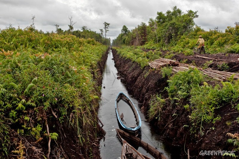 Genesa/Pembentukkan Gambut - Geograph88