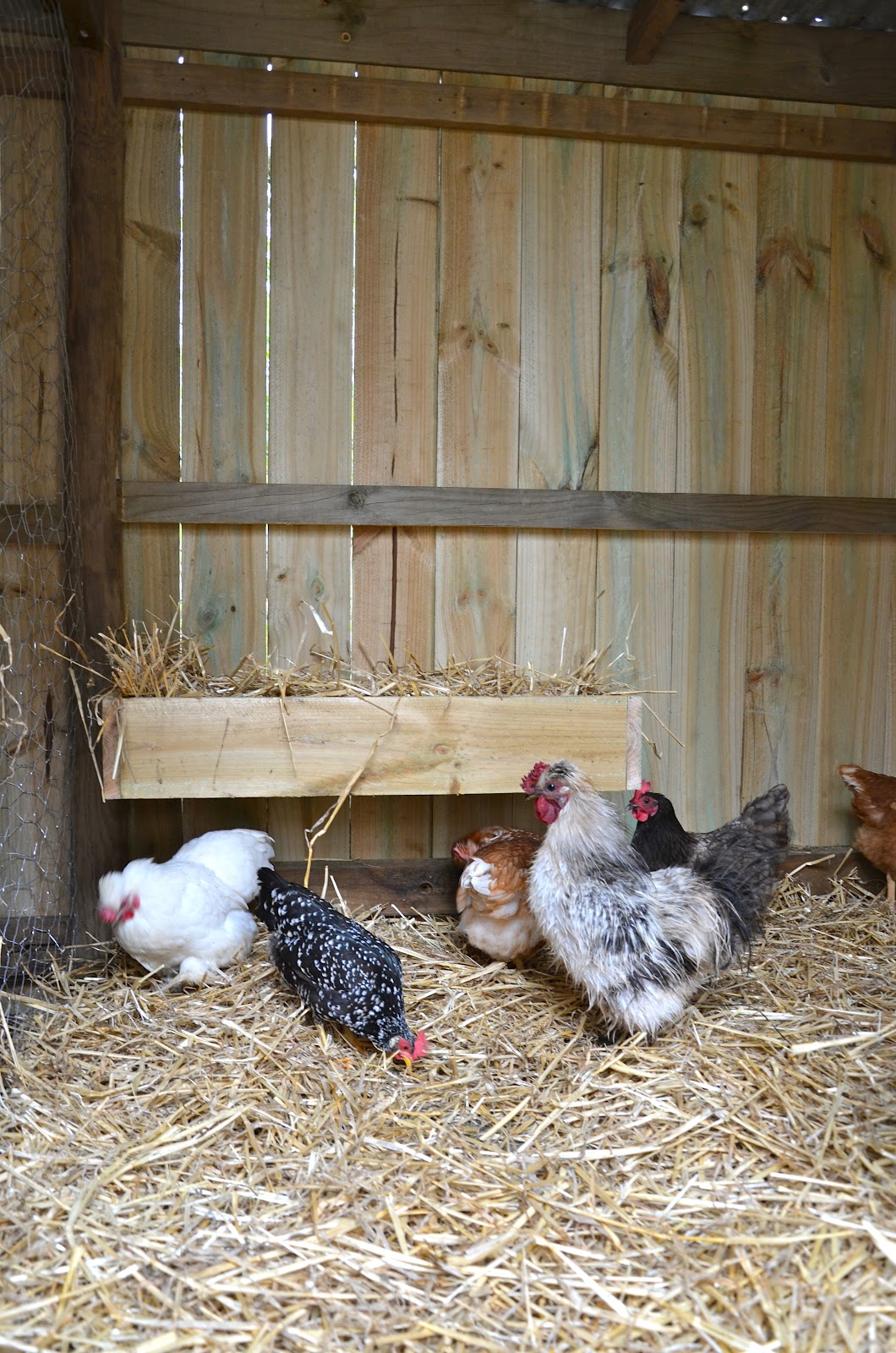 dandelion: Chooks make me happy