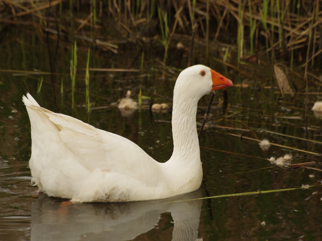 Natuurfotografie Eilandstaete: Ganzensoorten