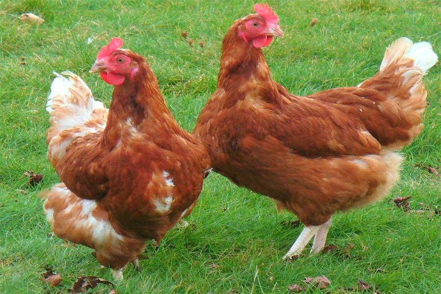 Cuisine de Mayotte: Poulet au safran / Akohu an tamutamu