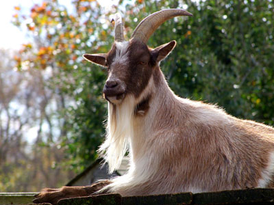 Synapsida: Caprines: Goats, Horns, and Antlers
