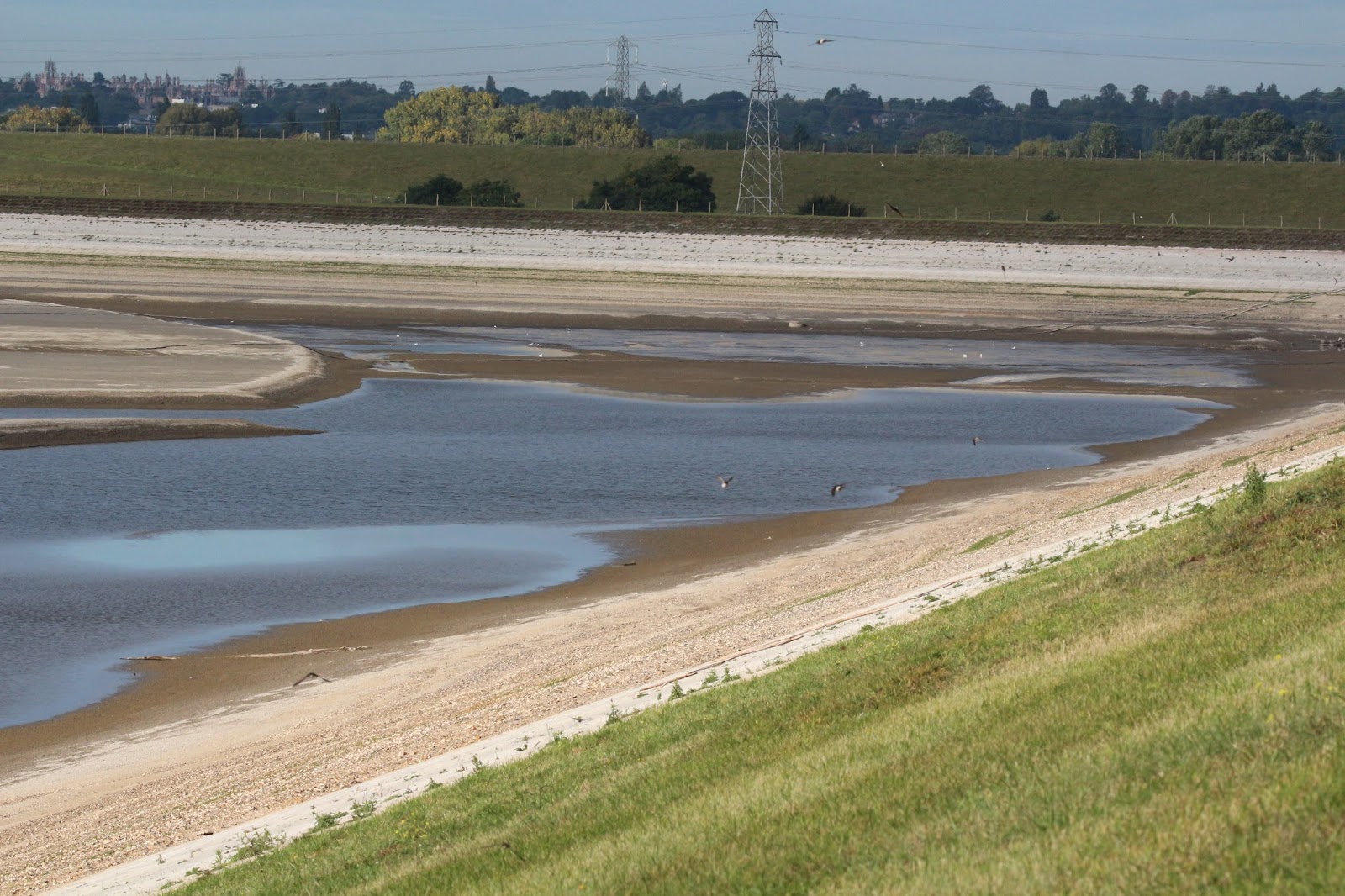 Lamsdell Bird Ringing and Wildlife Blog: Staines Reservoir and Truss ...