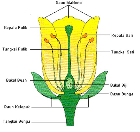 PENGETAHUAN UMUM KITA: STRUKTUR DAN FUNGSI JARINGAN PADA TUMBUHAN