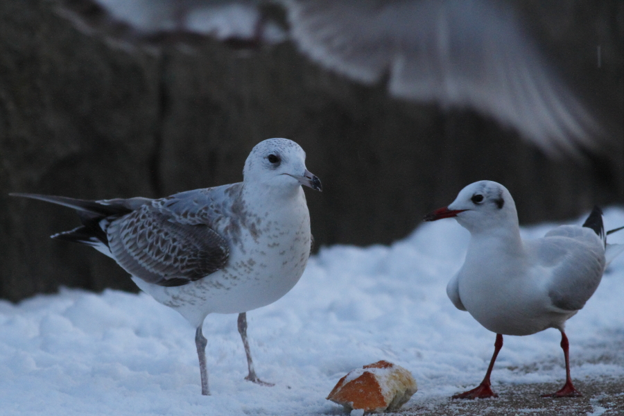 GullDK: Russian Common Gull (Larus canus heinei), 2cy, 16.1.2013 ...