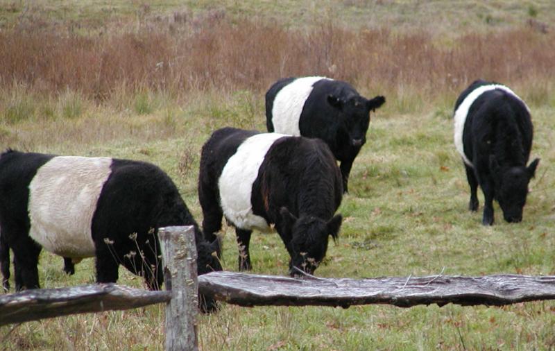 Two Men and a Little Farm: OREO COWS - GOT MILK??