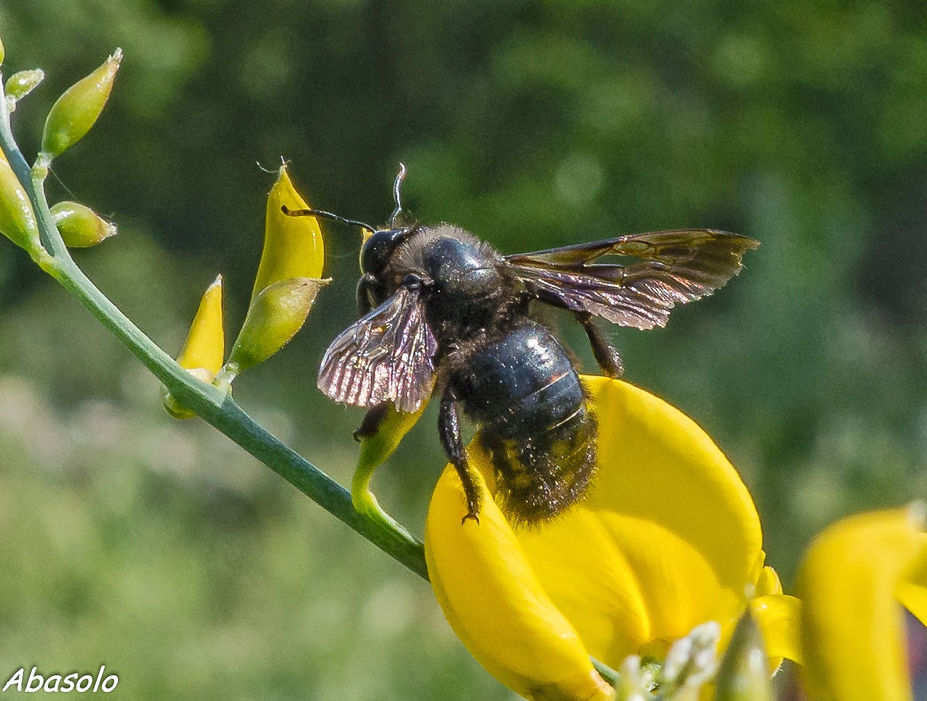 FOTOGRAFÍAS DE NATURALEZA: Xylocopa violacea (Linnaeus 1758)