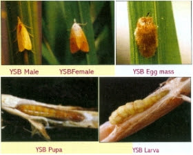 All about Agriculture