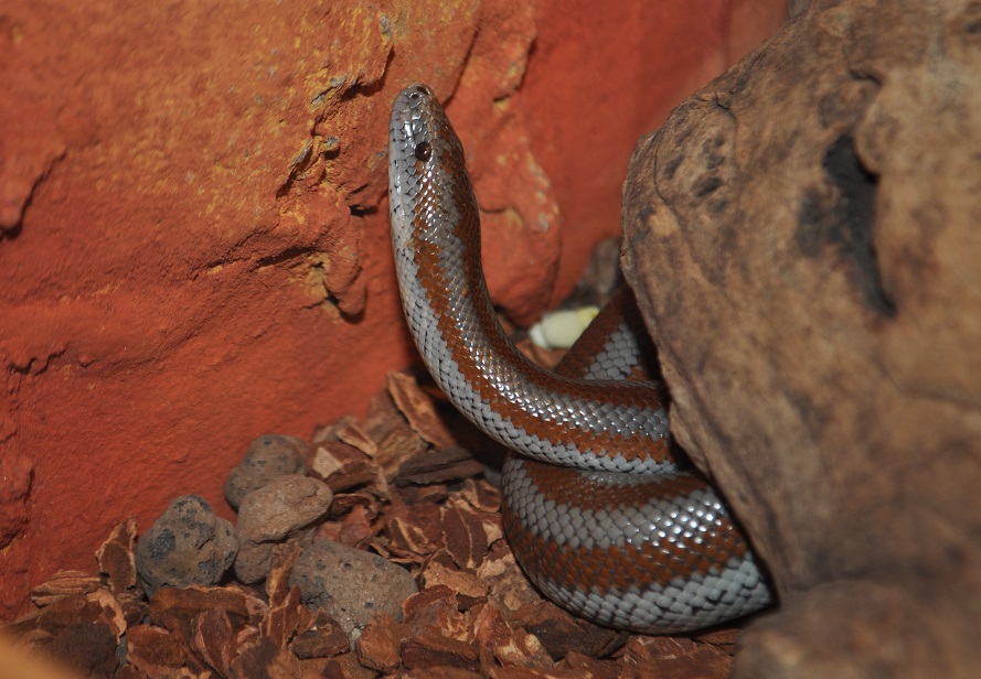 ZOOTOGRAFIANDO (6.096 ANIMALS): BOA ROSADA / ROSY BOA (Lichanura ...