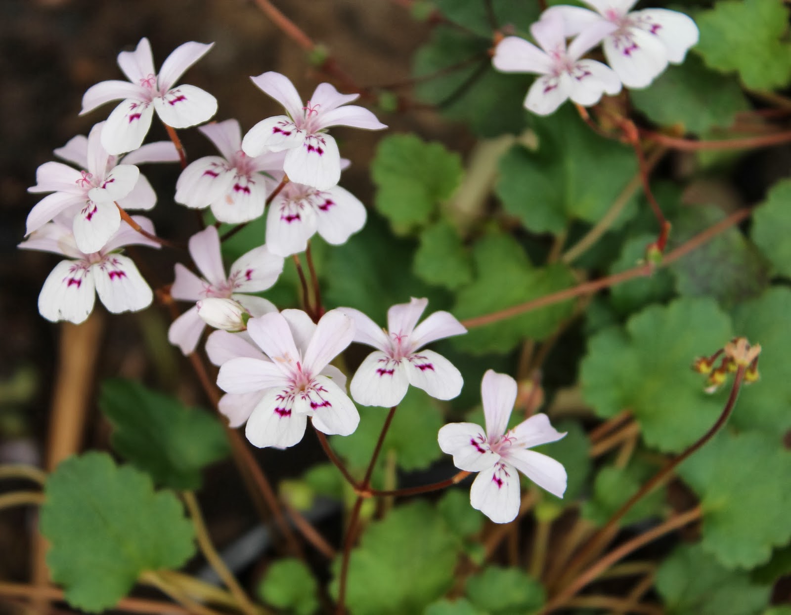 australian native plants: 2013