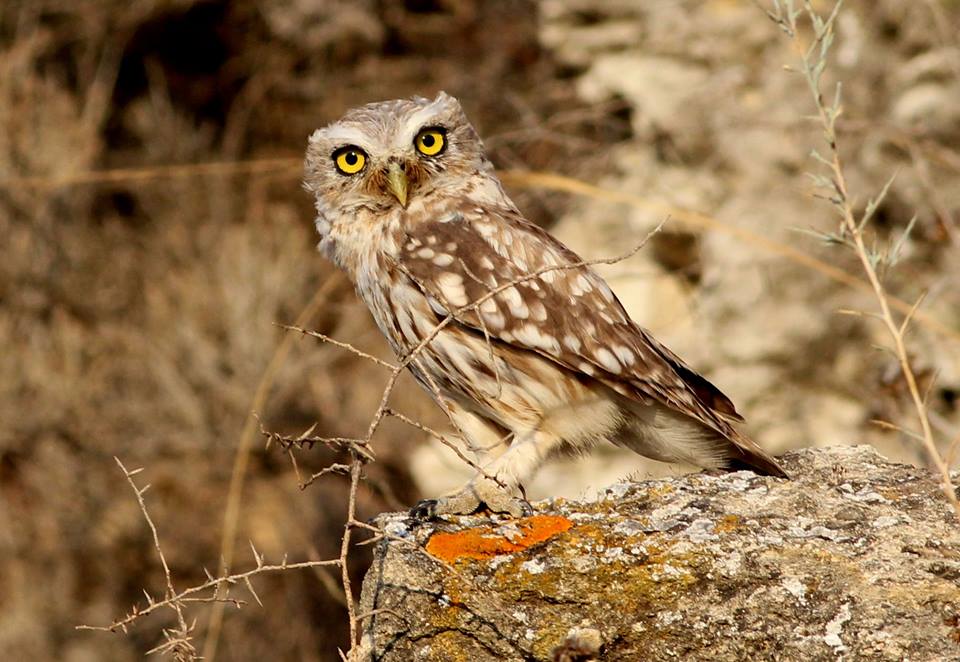 Biodiversity of Cyprus by NGO Protection of the Natural Heritage and ...