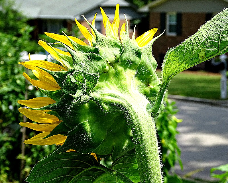 A Breath of Fresh Air: Reaching New Heights.