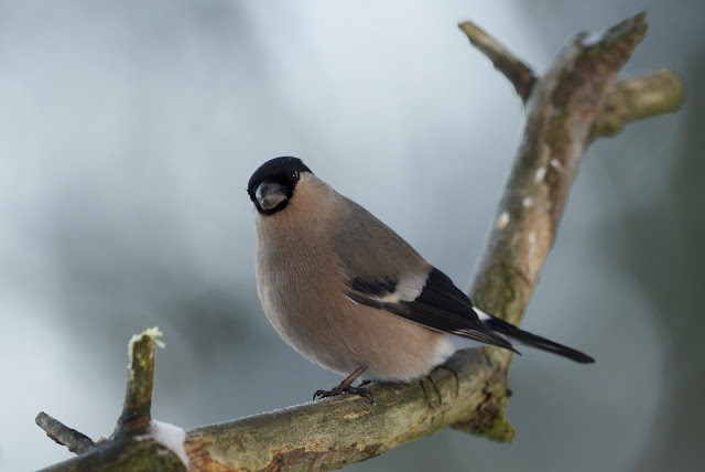 Naturfoto Einar Hugnes: Sultne og aktive småfugler på foringa