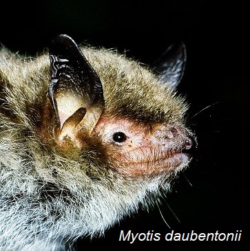 Bats in Towns: European boreal bats