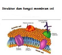 Segala Fungsi: Fungsi Membran Sel