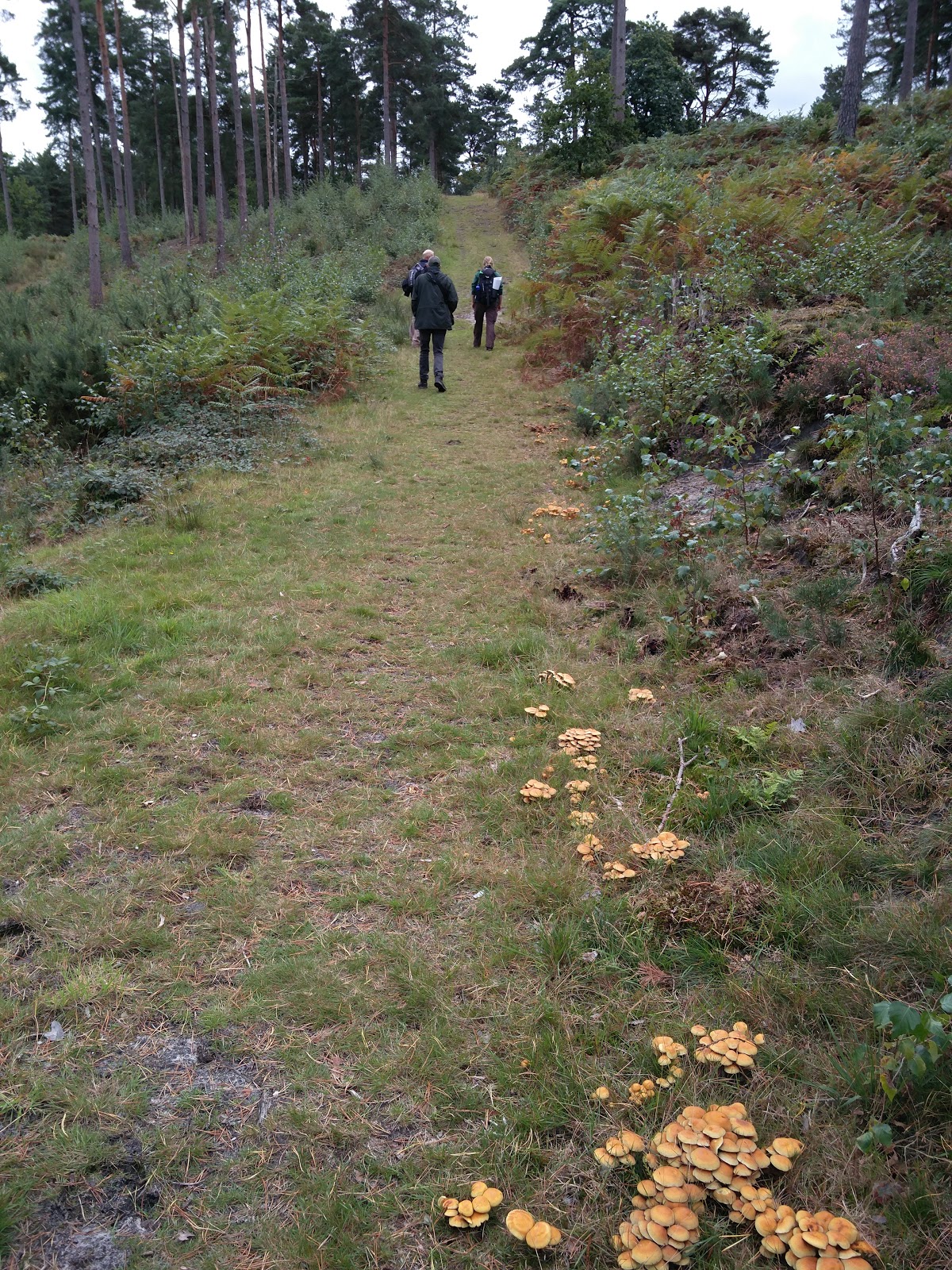 Misidentifying Fungi: Graffham Common Fungus Walk