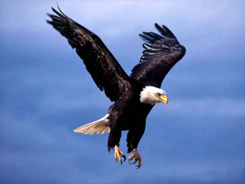 Rules of the Jungle: American Eagle