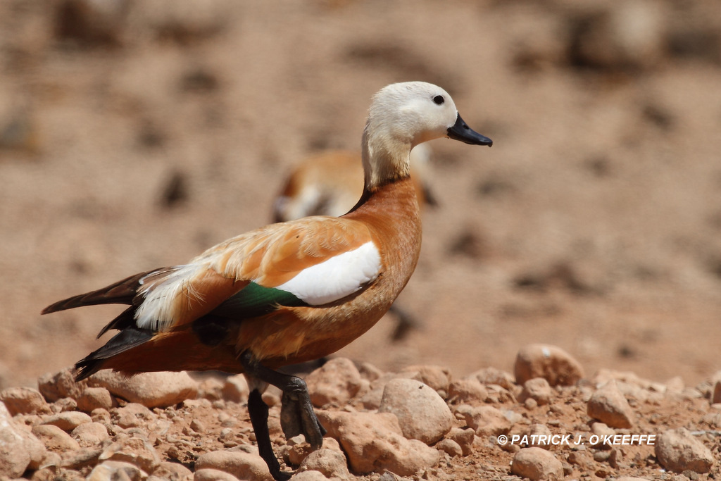 Raw Birds: RUDDY SHELDUCK (Male) (Tadorna ferruginea) Los Molinos ...