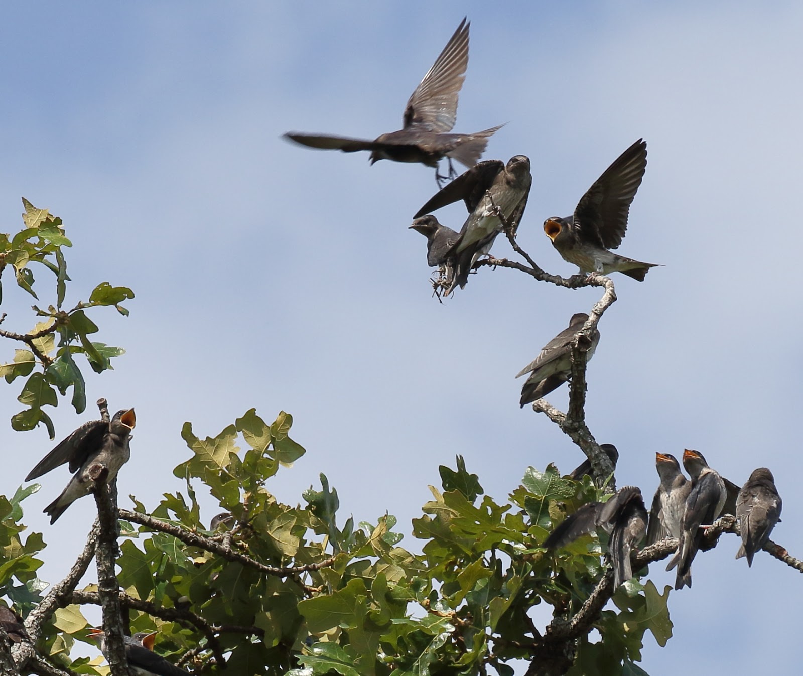 The Birds & The Bees: The Grand Finale to a Great Purple Martin Season