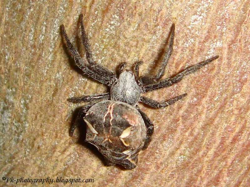 Tent Web Spider-Cyrtophora citricola | Nature, Cultural, and Travel ...