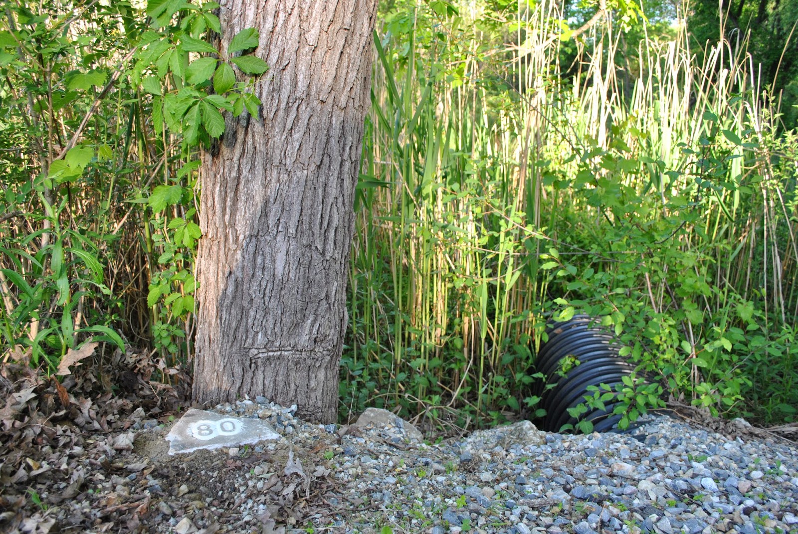 Endangered, Extinct & Extirpated