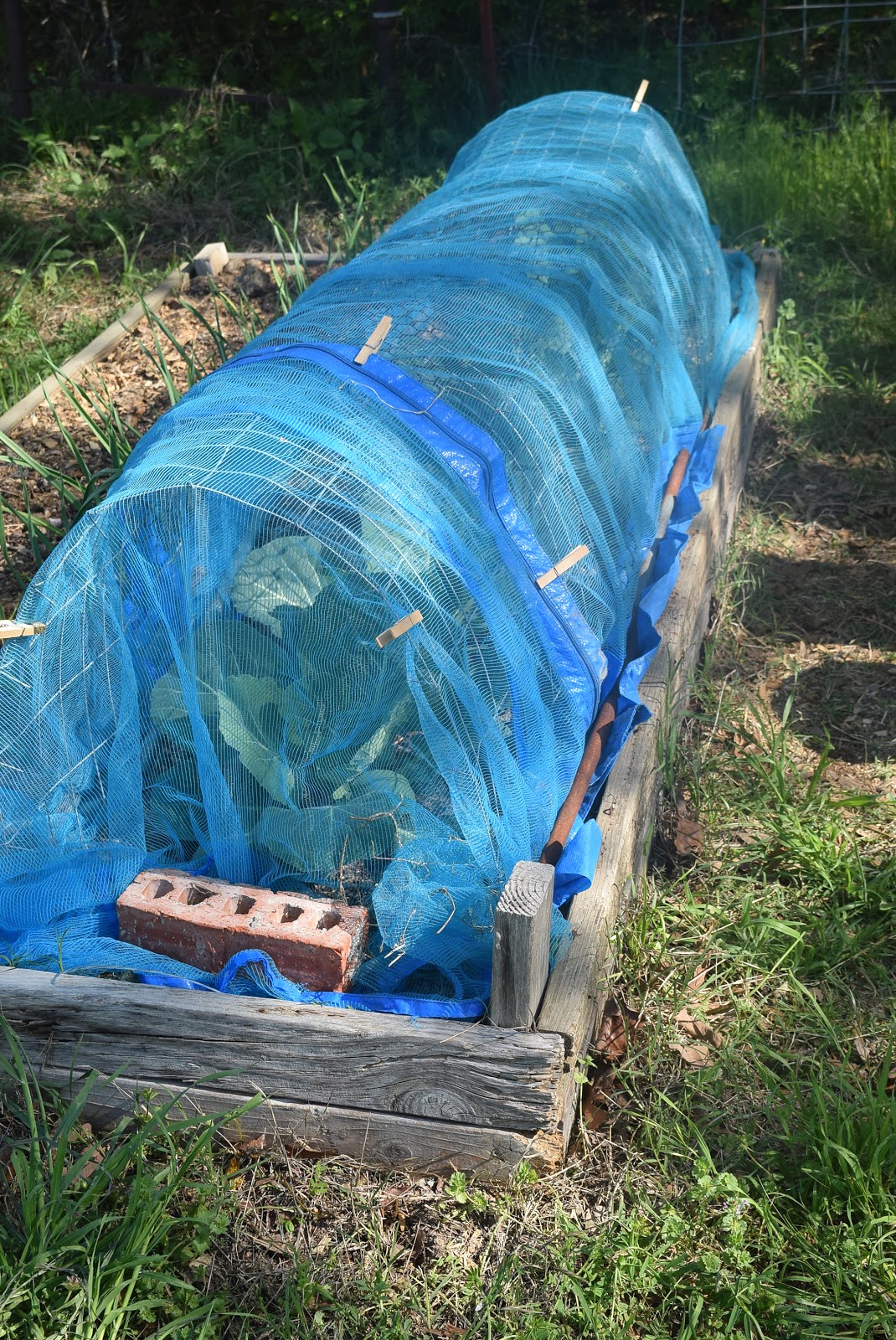 How To Grow Cabbage In Your Backyard Garden - Oak Hill Homestead