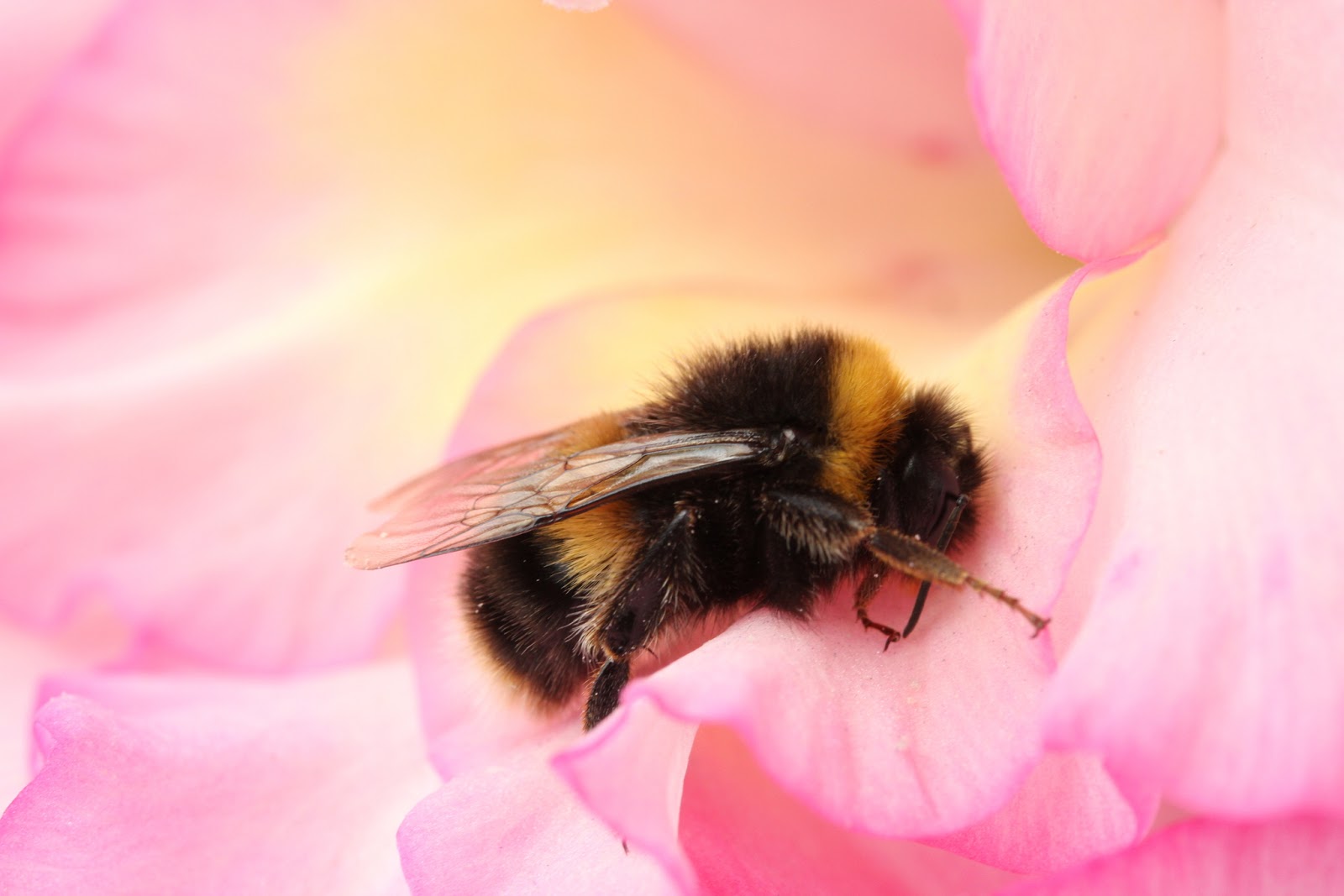 Aligorith's Lair: Sleeping on the Job - Bumblebee Close Ups