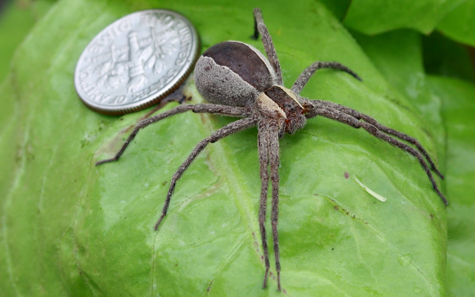 The Clueless Gardeners - A Garden Blog: Nursery Web Spider