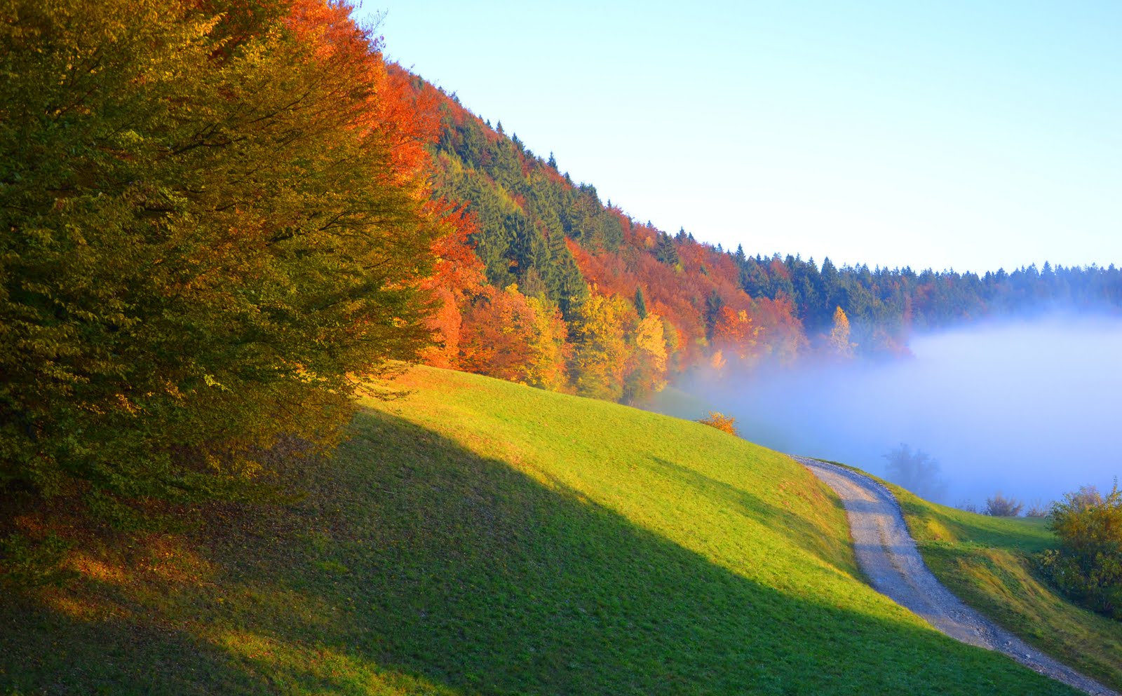 impresija trenutkov: Gozd