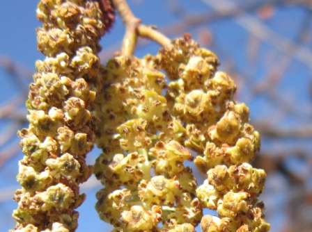 The World´s Tree Species: European alder - Spring blossom series