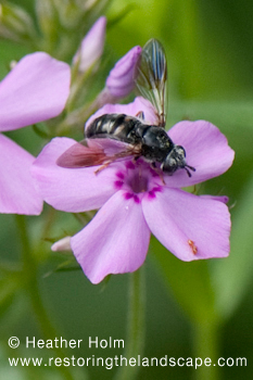 Restoring The Landscape With Native Plants: Pollination of Prairie ...