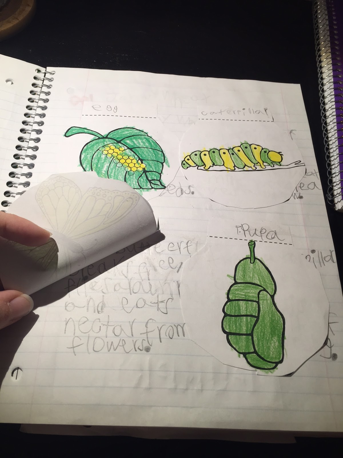 Daisy Designs: What Worked: Science Notebooks