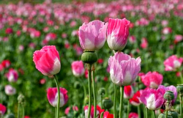 DIBALIK PESONA KEINDAHAN BUNGA OPIUM TERSIMPAN ZAT MEMATIKAN ...