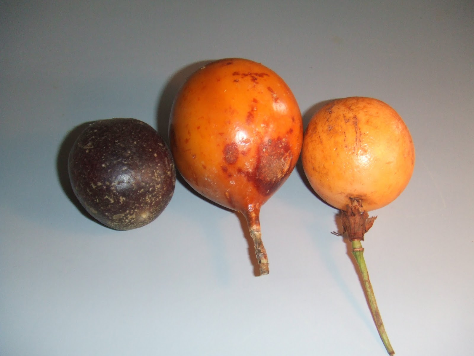 JENIS MARKISA YANG DIBUDIDAYAKAN | Tips Petani