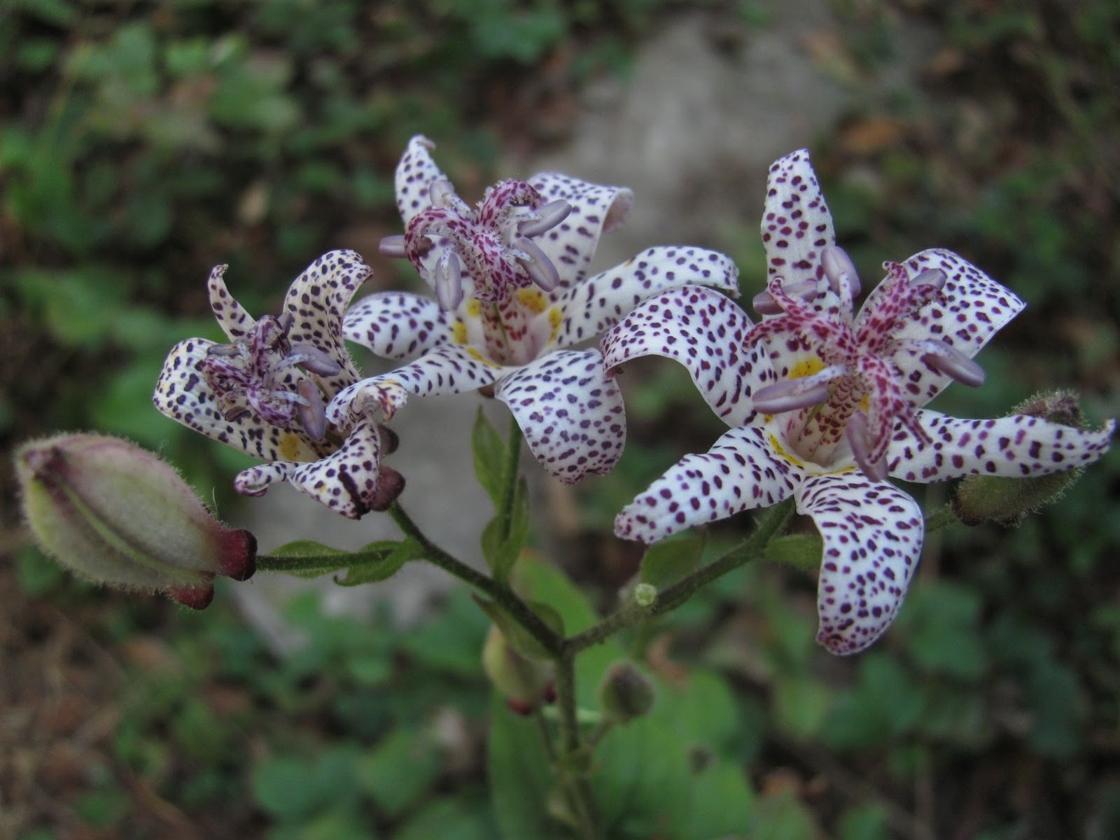 curving back: early morning frost