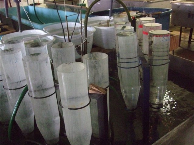 СЛЕДУЯ МЕЧТАМ - FOLLOWING MY DREAMS: Один день из рыбоводной жизни ...