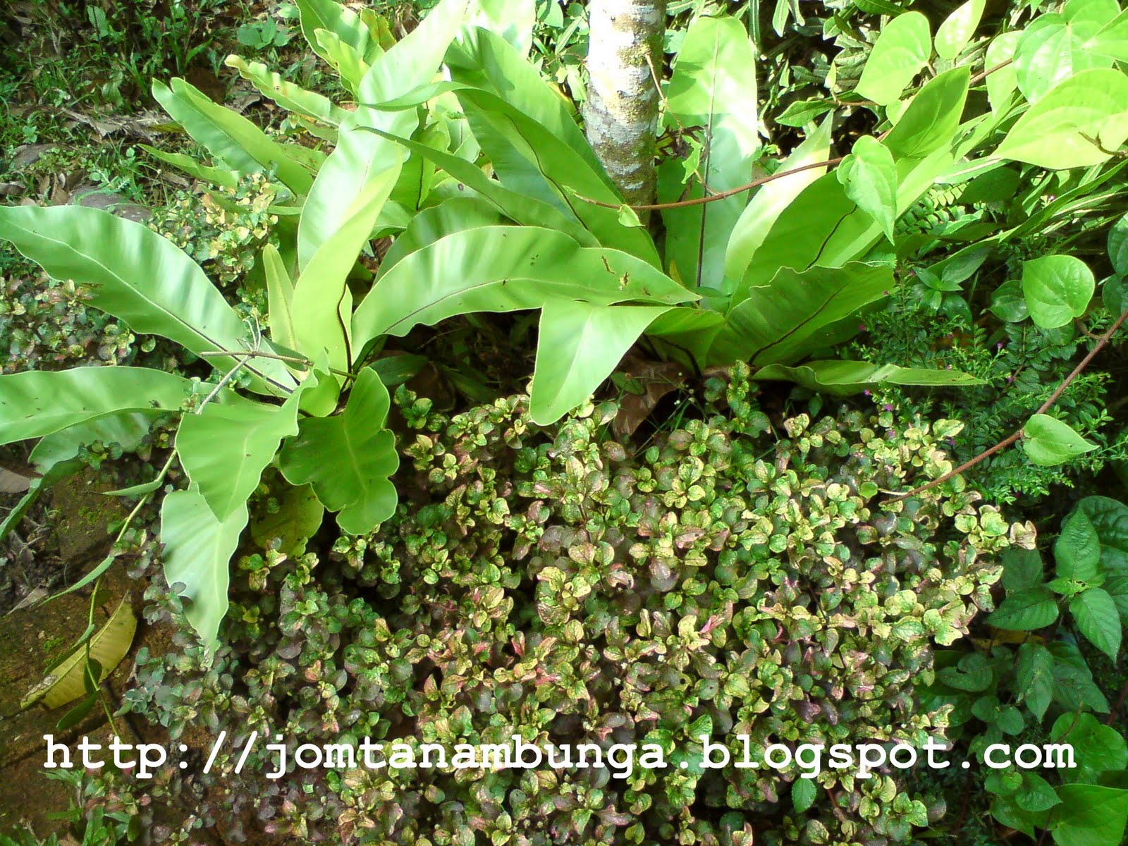 Jom Tanam Bunga: Hantu Bunga?