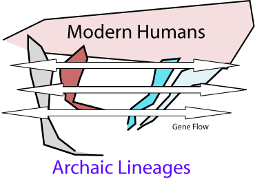 News: Evidence for Multiregional Human Origins