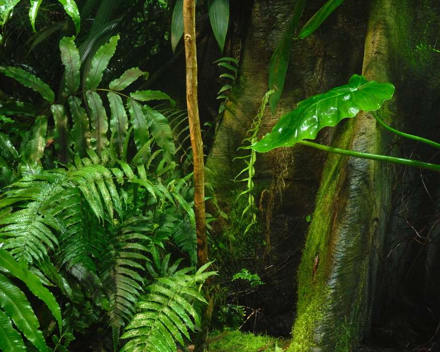 Imagini Desktop: Imagini cu Padure tropicala