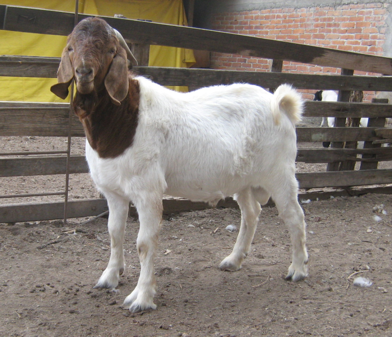 Criadero de Chivos Boer