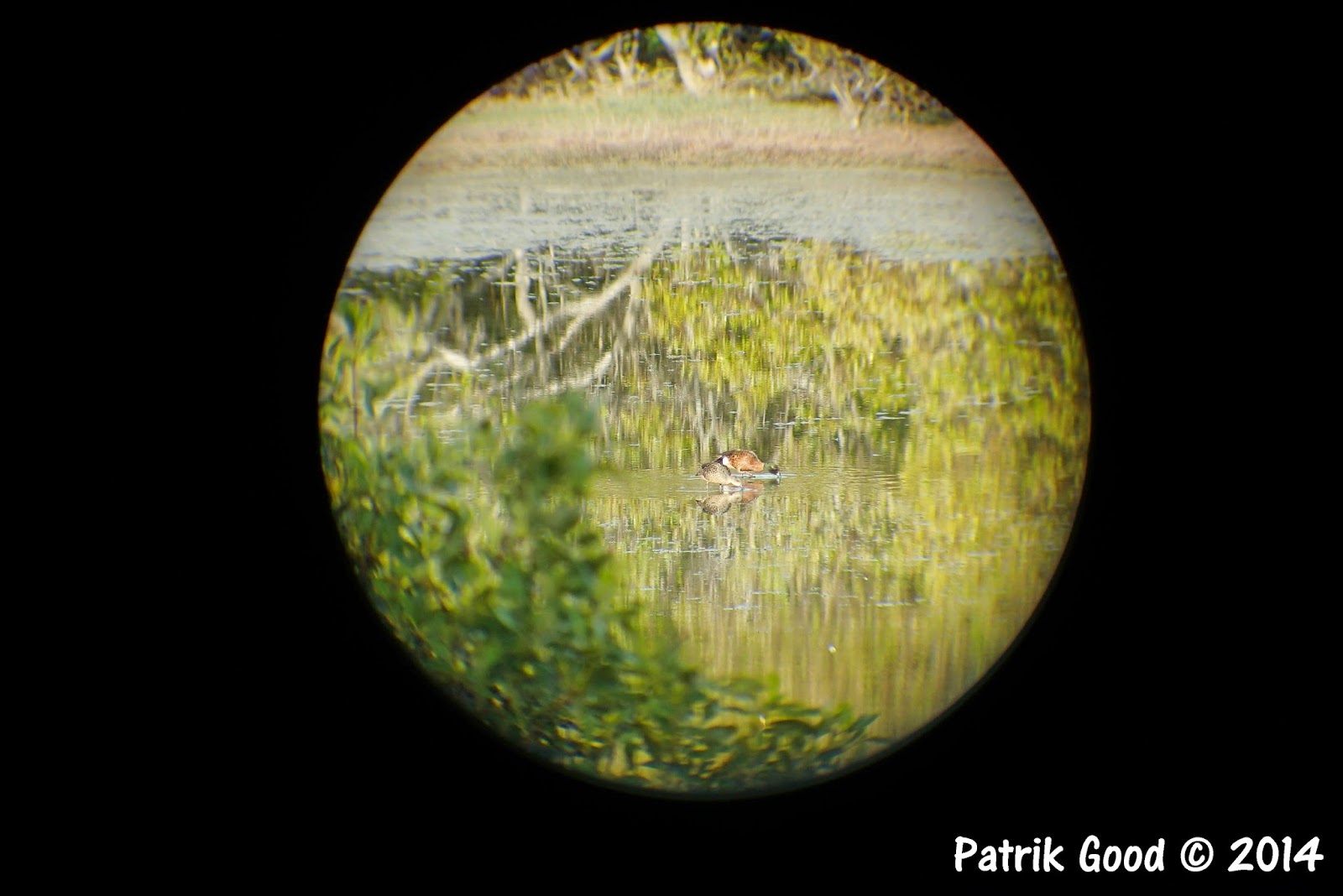 Diving - Branching - Photography: Digiscoping