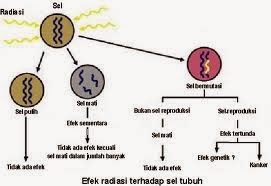 Corner Radiologi: EFEK RADIASI PADA TUBUH MANUSIA ...