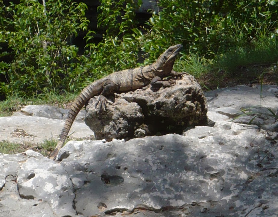 inkfibre: the winter of the iguana