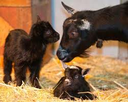 science-4: Animals Born Alive