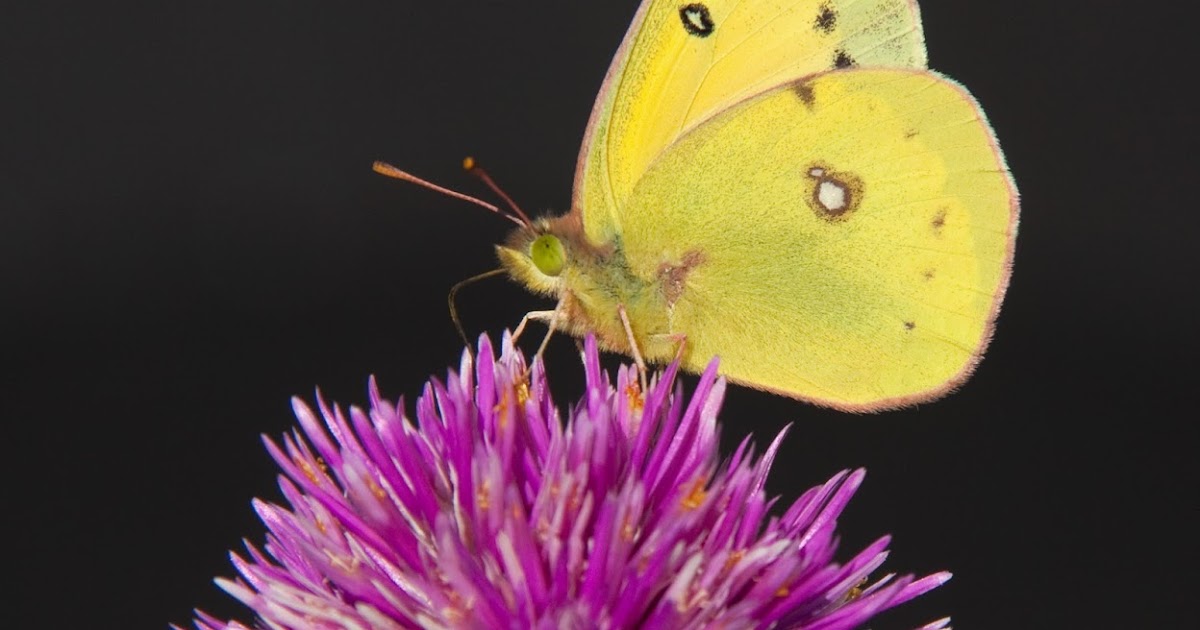 engrunes literàries: La Papallona groga