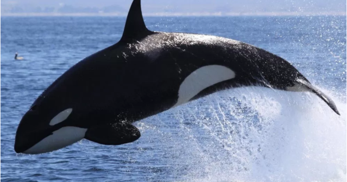 Specieopedia the free Species Encyclopedia: Killer Whale