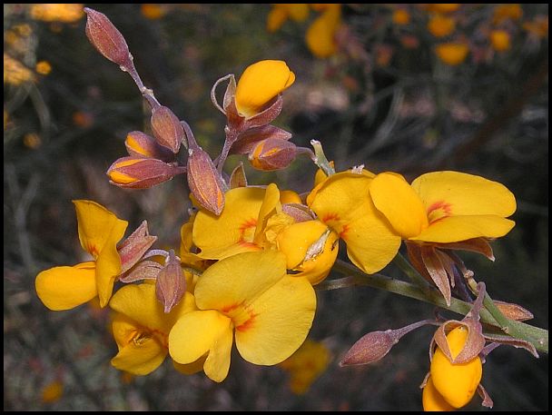 Flora of the Pilliga Forests: Jacksonia scoparia